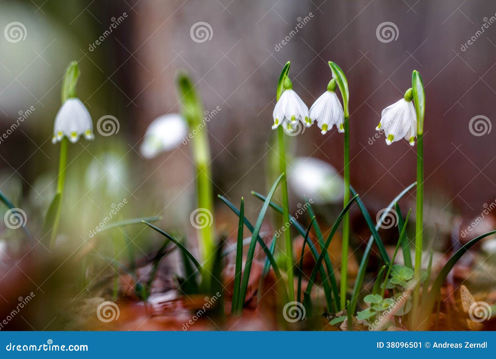 Snowflake Plant stock image. Image of green, wildlife - 38096501