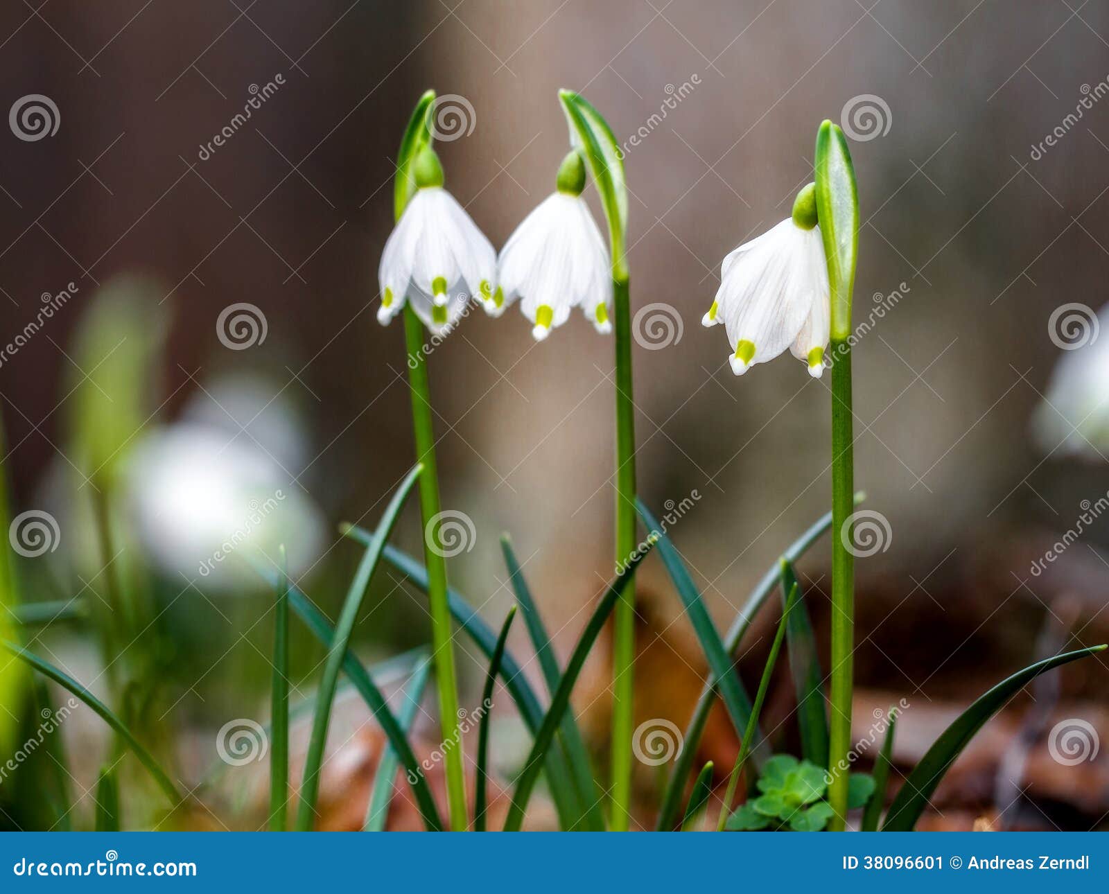 Snowflake Plant stock image. Image of early, forrest - 38096601