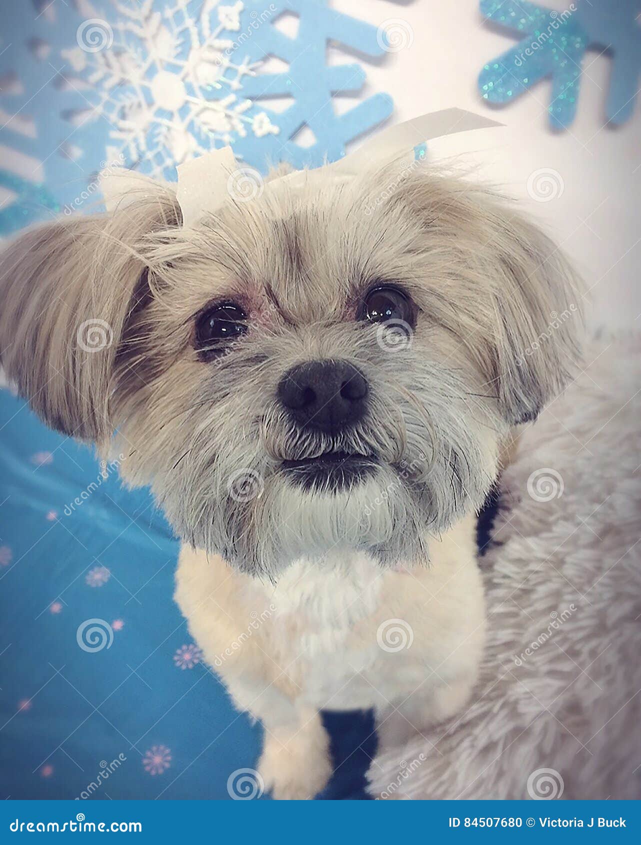 Snowflake Shihtzu Dog stock photo. Image of cute, glitter - 84507680