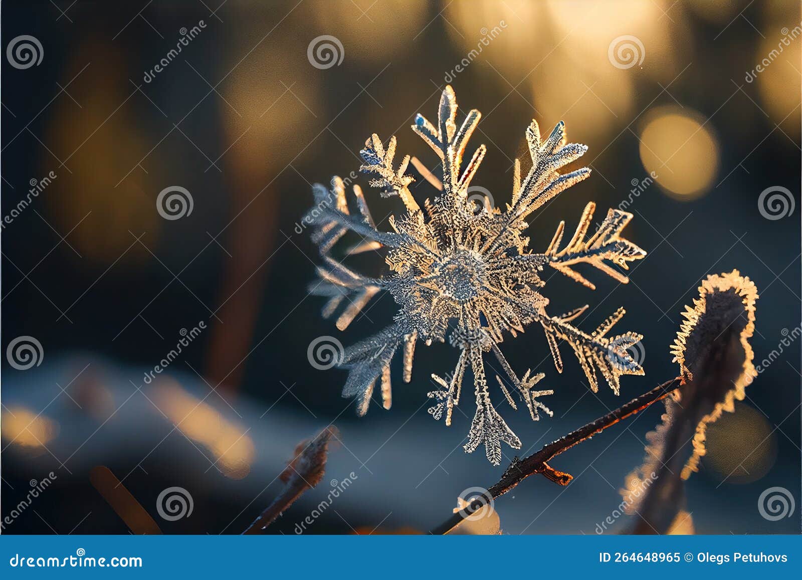A Snowflake is Shown on a Branch in the Sun Light of the Morning Light ...