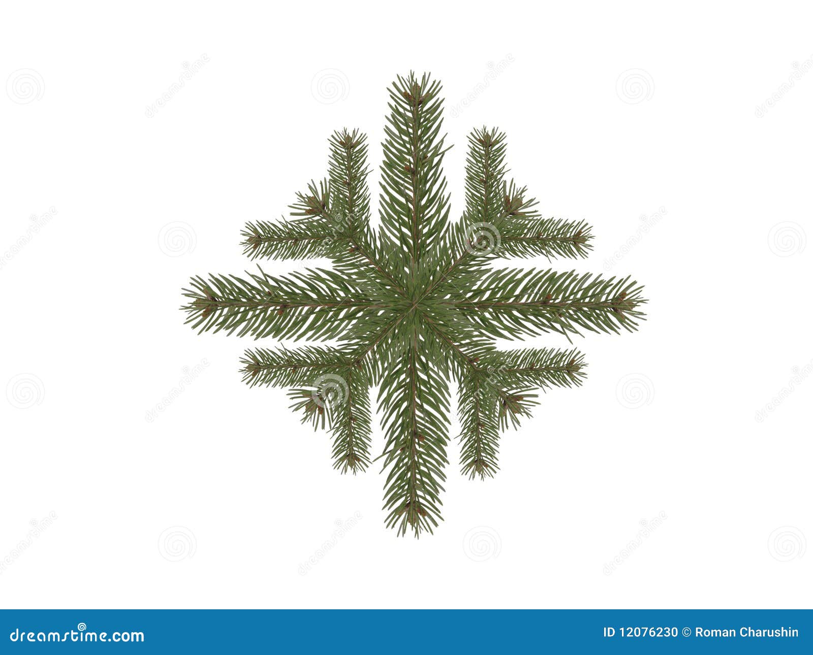 Snowflake spruce branch stock photo. Image of sprig, green - 12076230