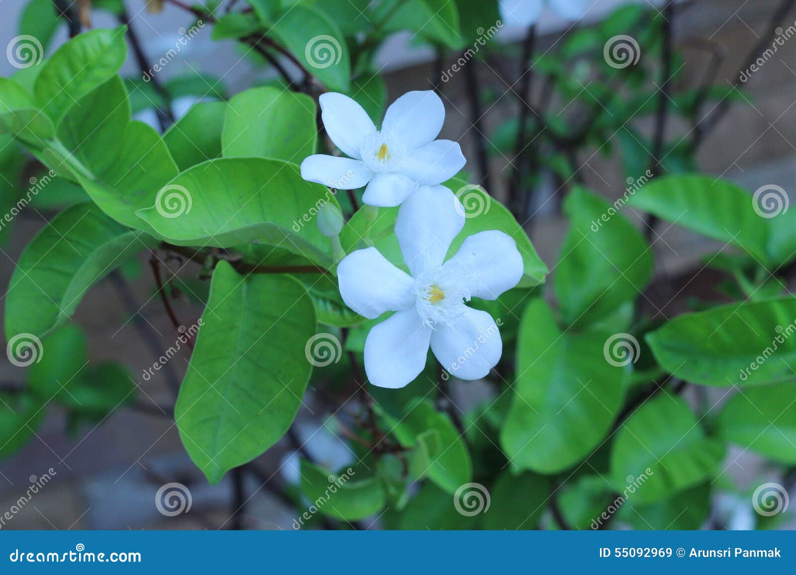 Snowflake or Wrightia Antidysenterica Flower Stock Image - Image of ...