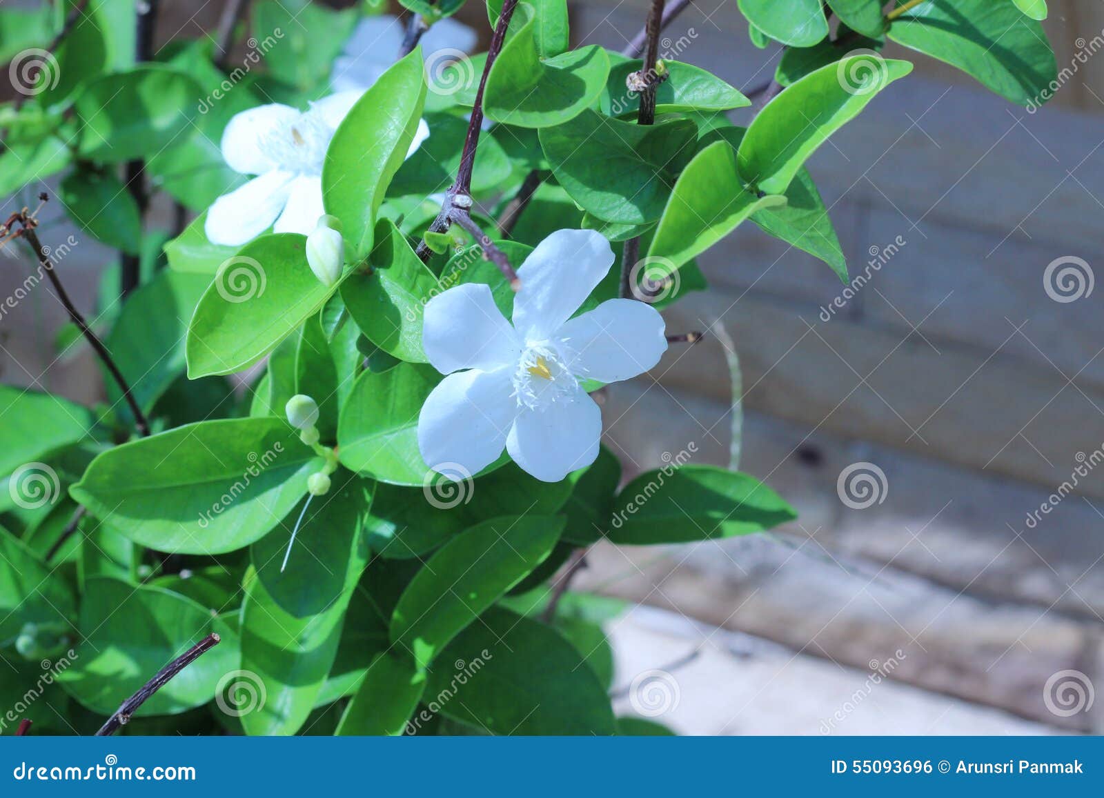 Snowflake or Wrightia Antidysenterica Flower Stock Photo - Image of ...