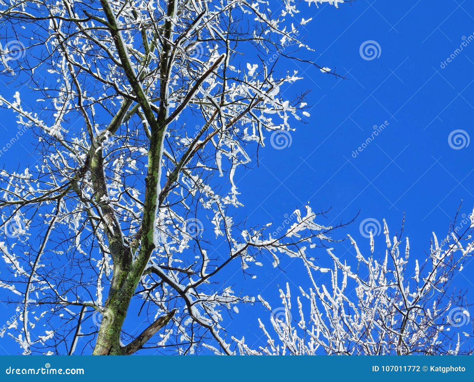 Snowflakes on a Bare Winter Tree in a Blue Sky Background Stock Photo ...
