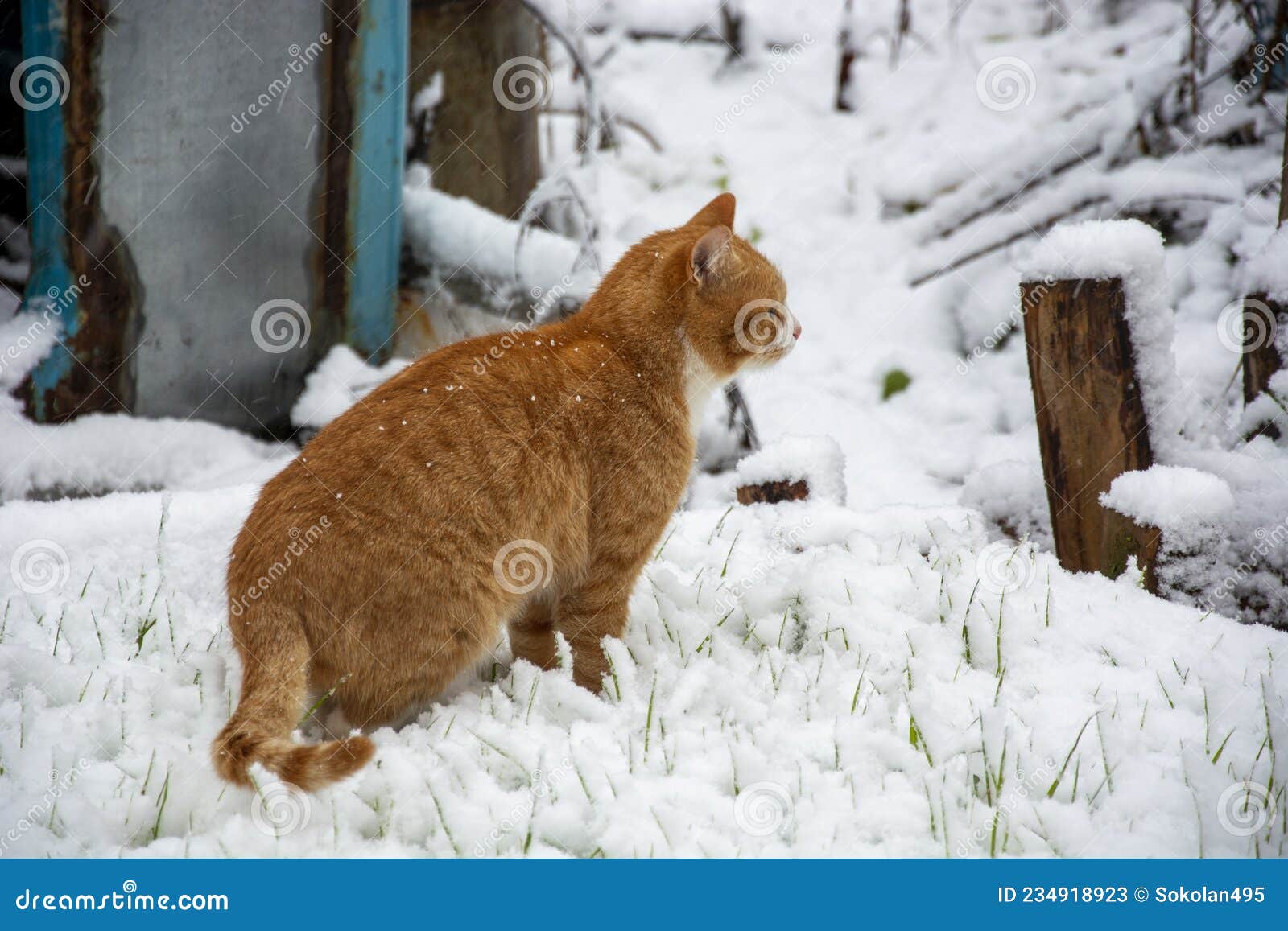 Snowflakes Fall on the Cat`s Fur. Ginger Cat in the Snow Stock Image ...