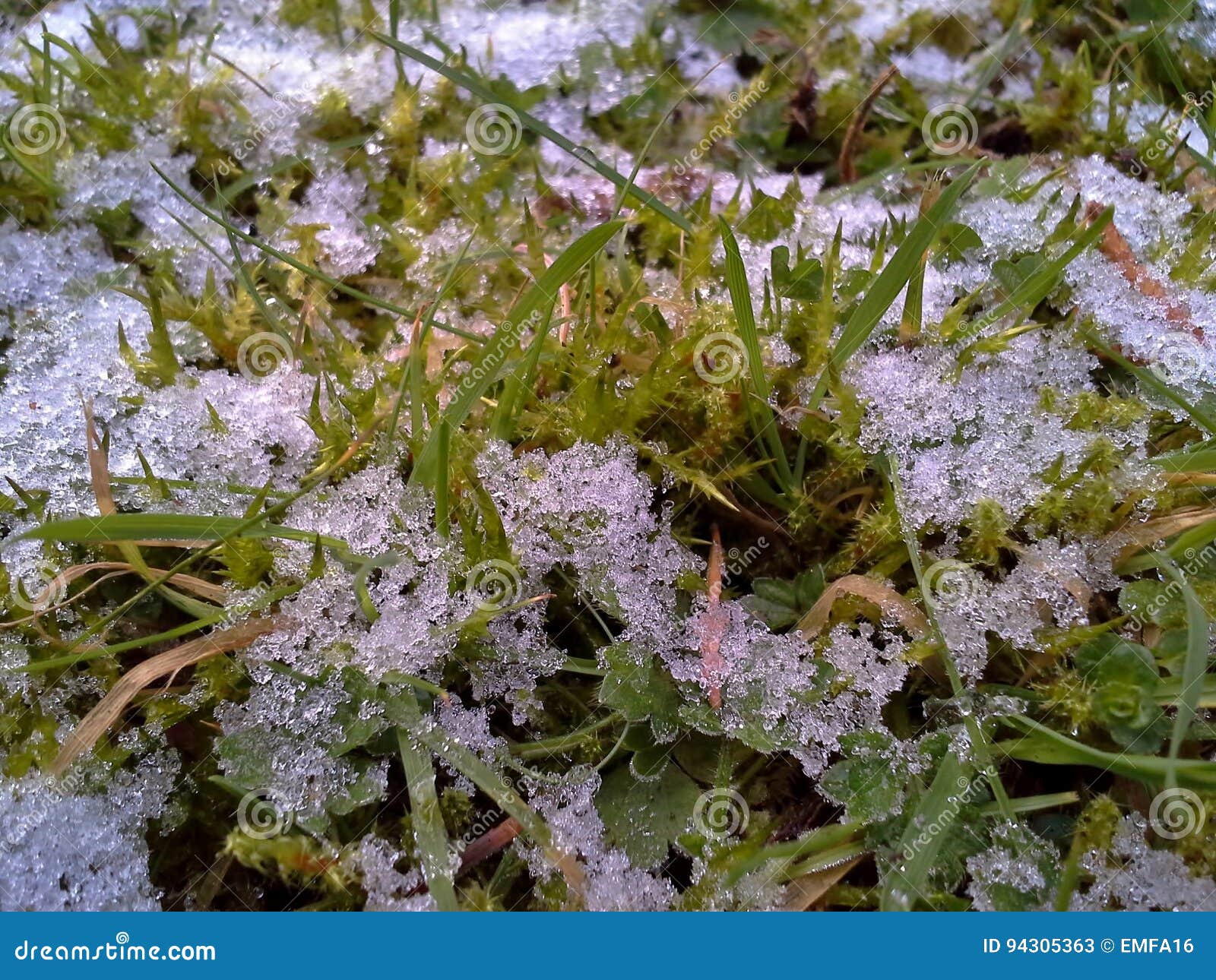 Snowflakes between Grass and Moss Stock Image - Image of moss ...