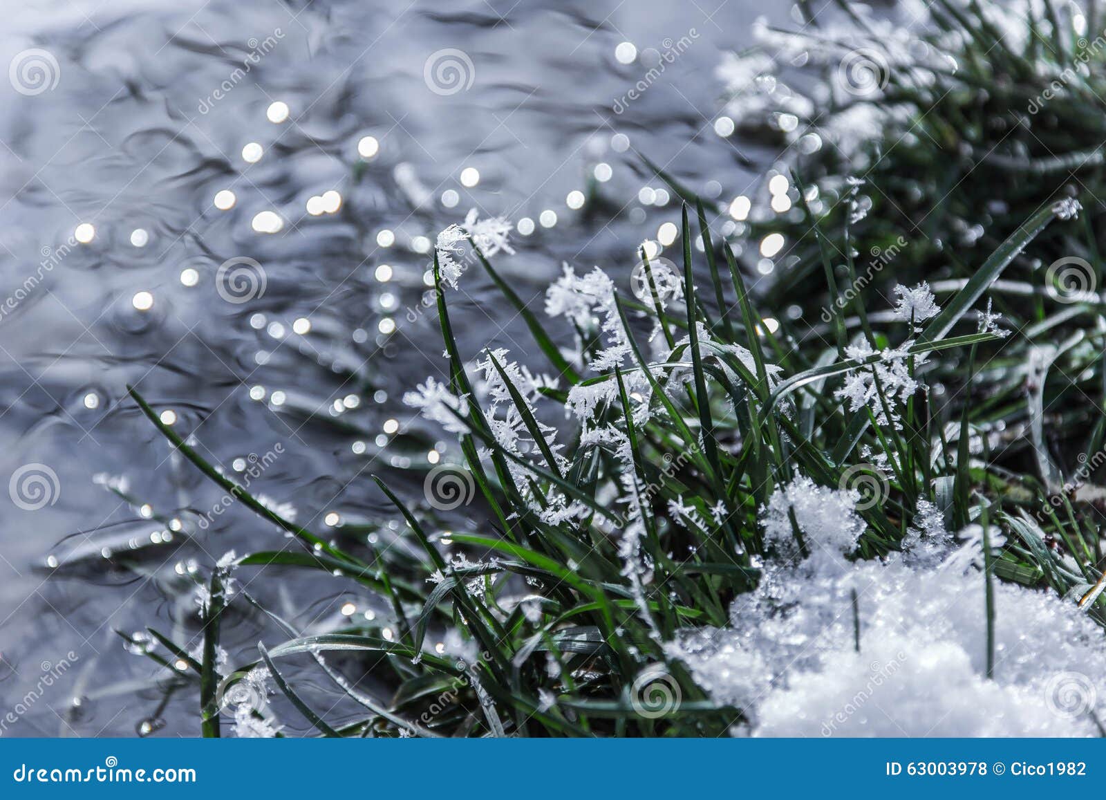 SNOWFLAKES on the GRASS stock photo. Image of cold, nature - 63003978