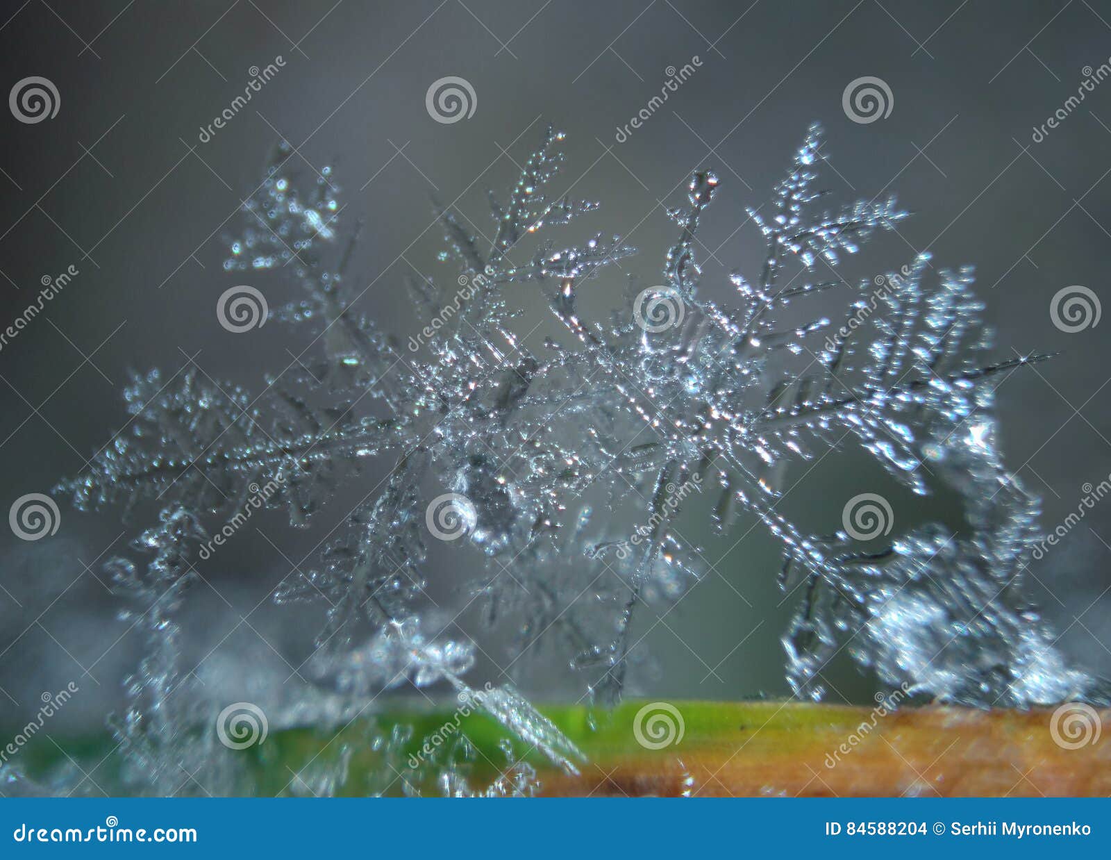 Snowflakes Together Couple of Lovers Stock Photo - Image of flakes ...