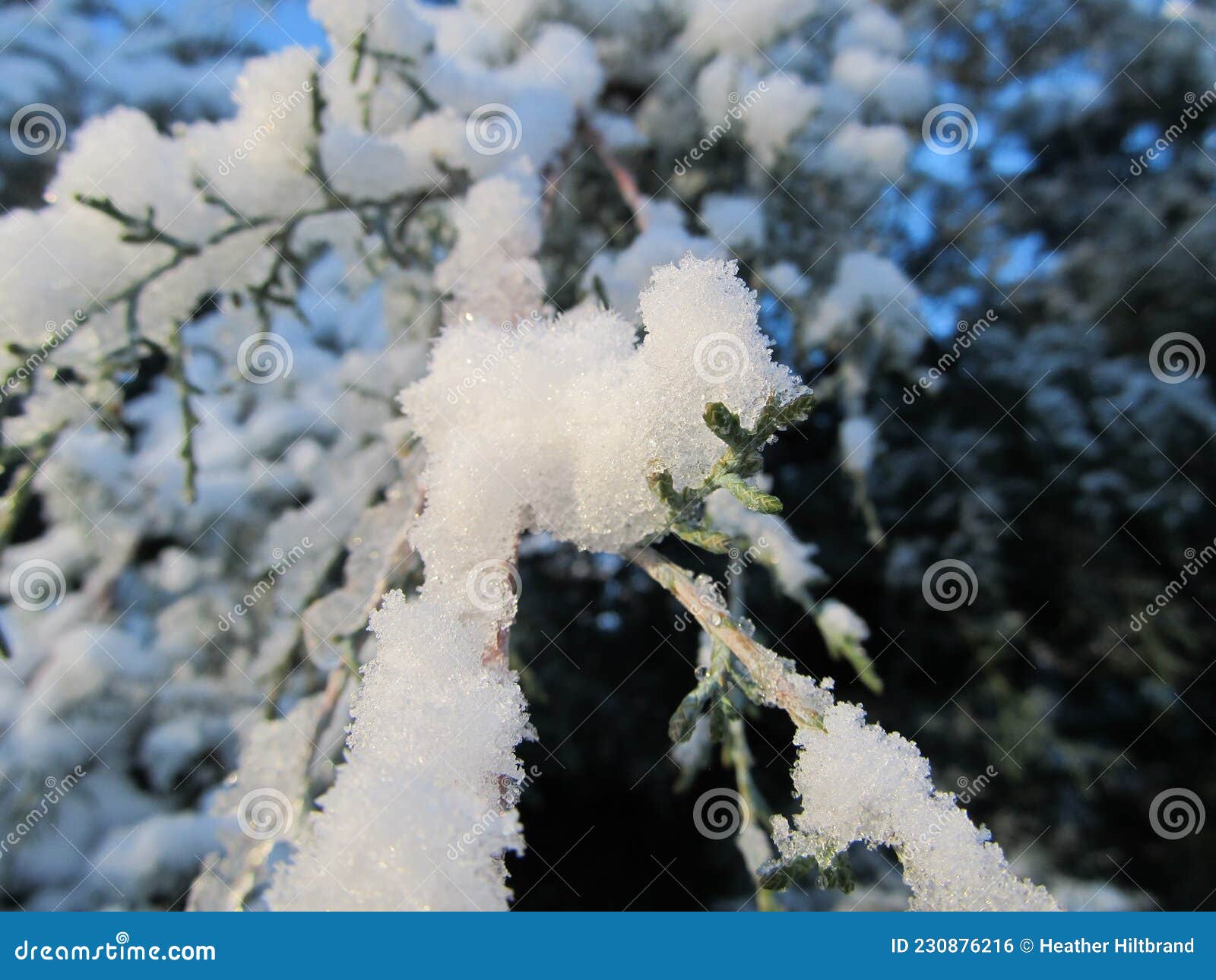 Snowflakes on a Tree Branch Stock Photo - Image of snowflakes, weather ...