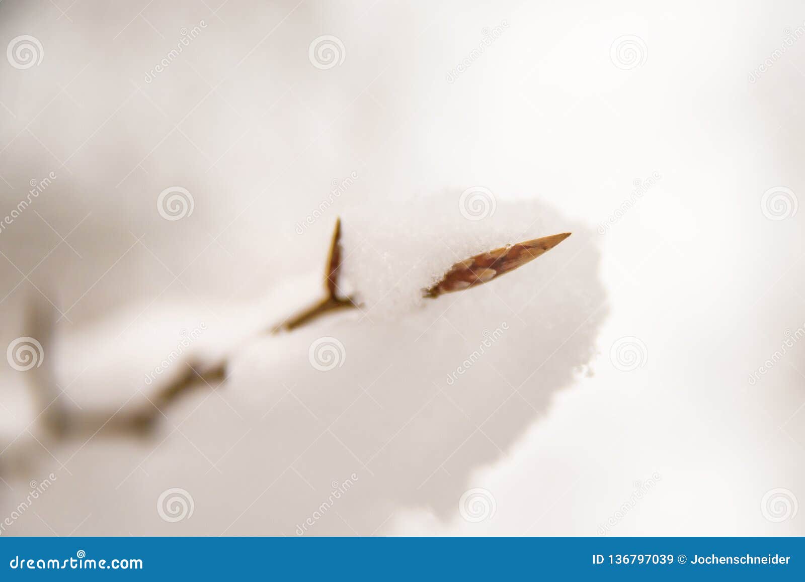 Snowhat on a tree bud stock image. Image of flakes, frosty - 136797039