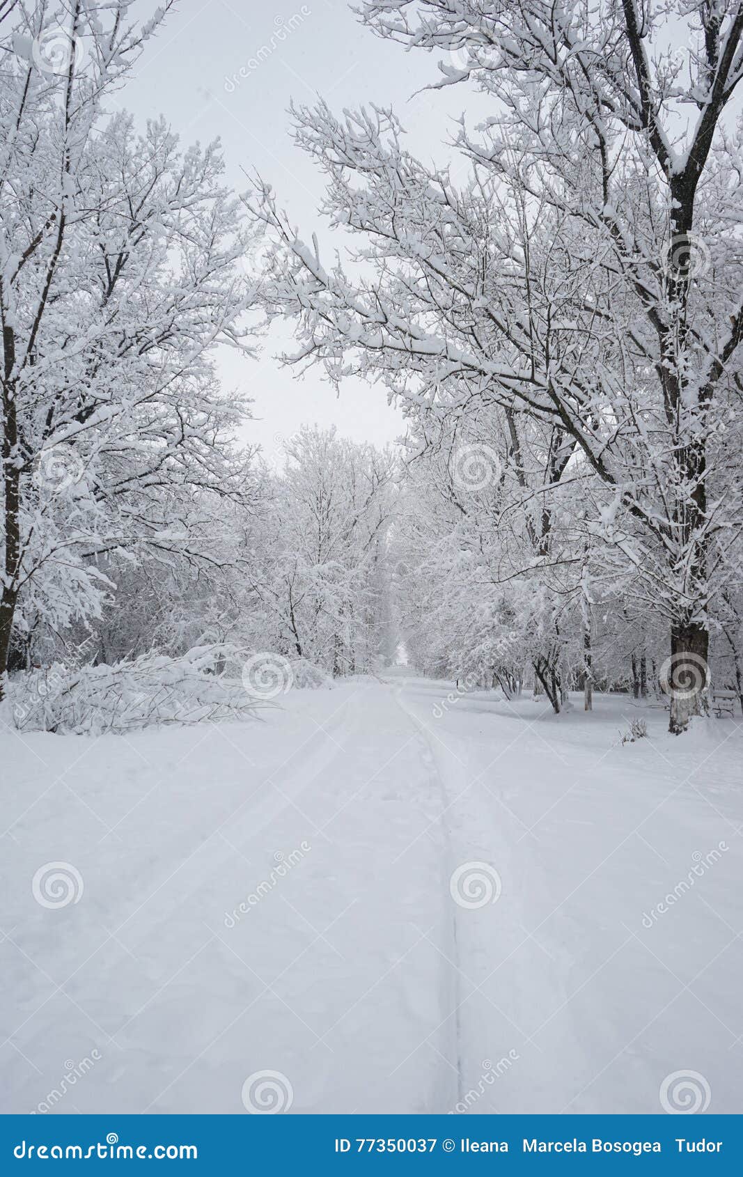 Snowing landscape stock image. Image of tree, silhouette - 77350037