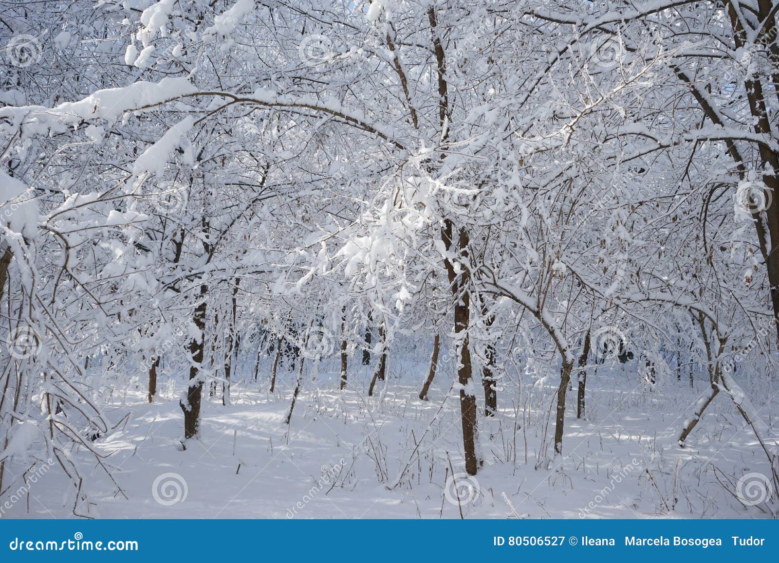 Snowing Landscape in the Park Stock Image - Image of frozen, scenic ...