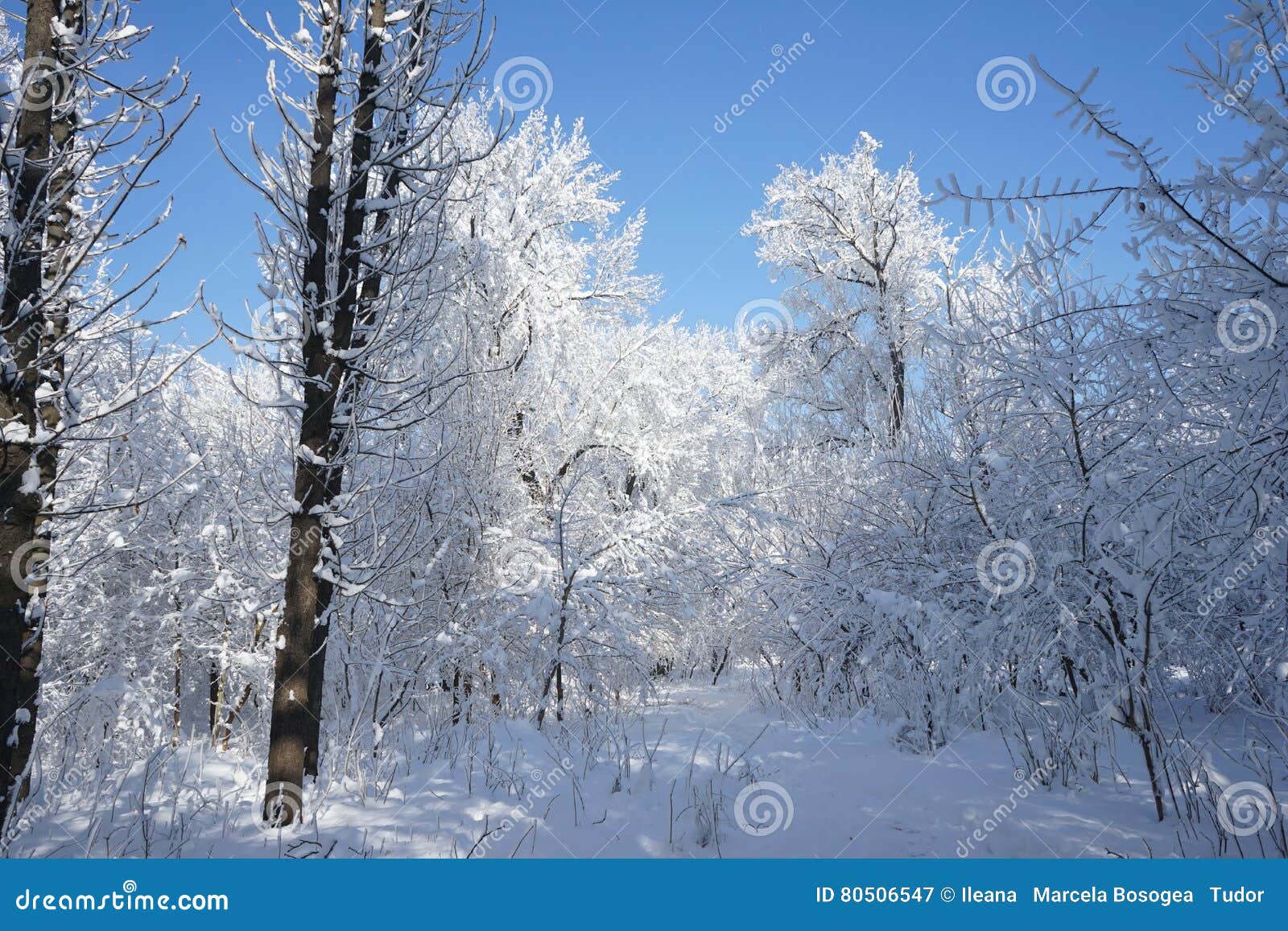 Snowing Landscape in the Park Stock Image - Image of background ...