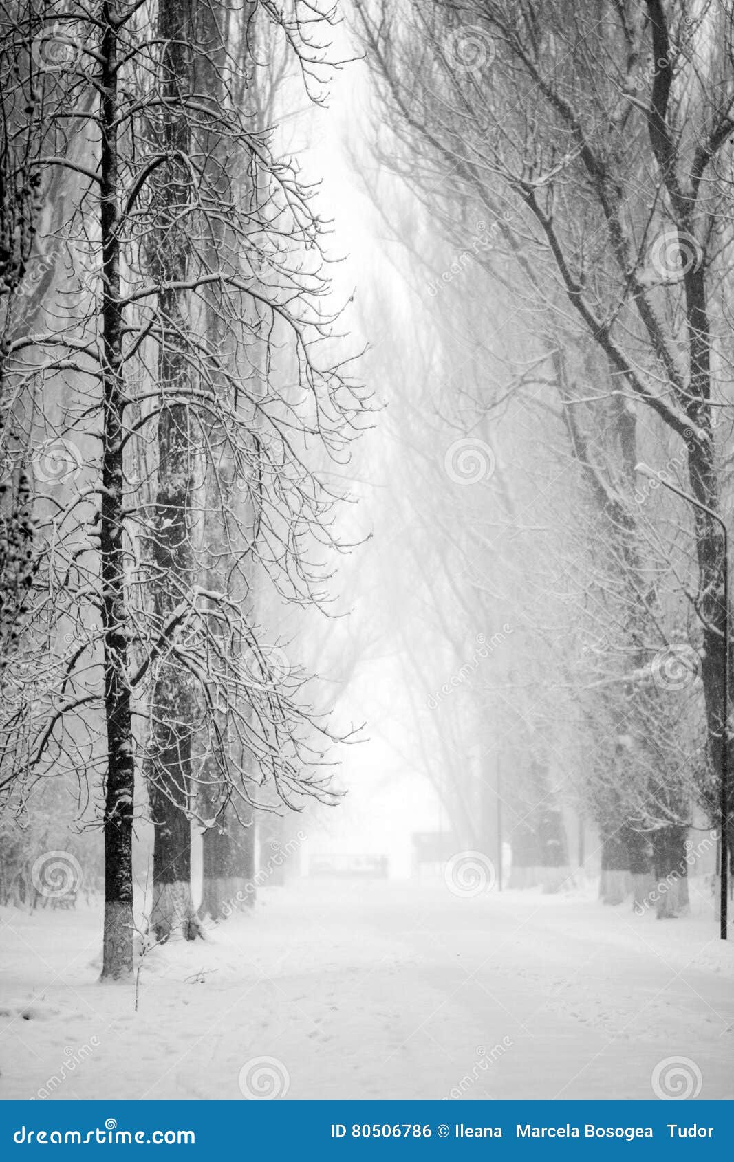 Snowing Landscape in the Park Stock Photo - Image of season, natural ...