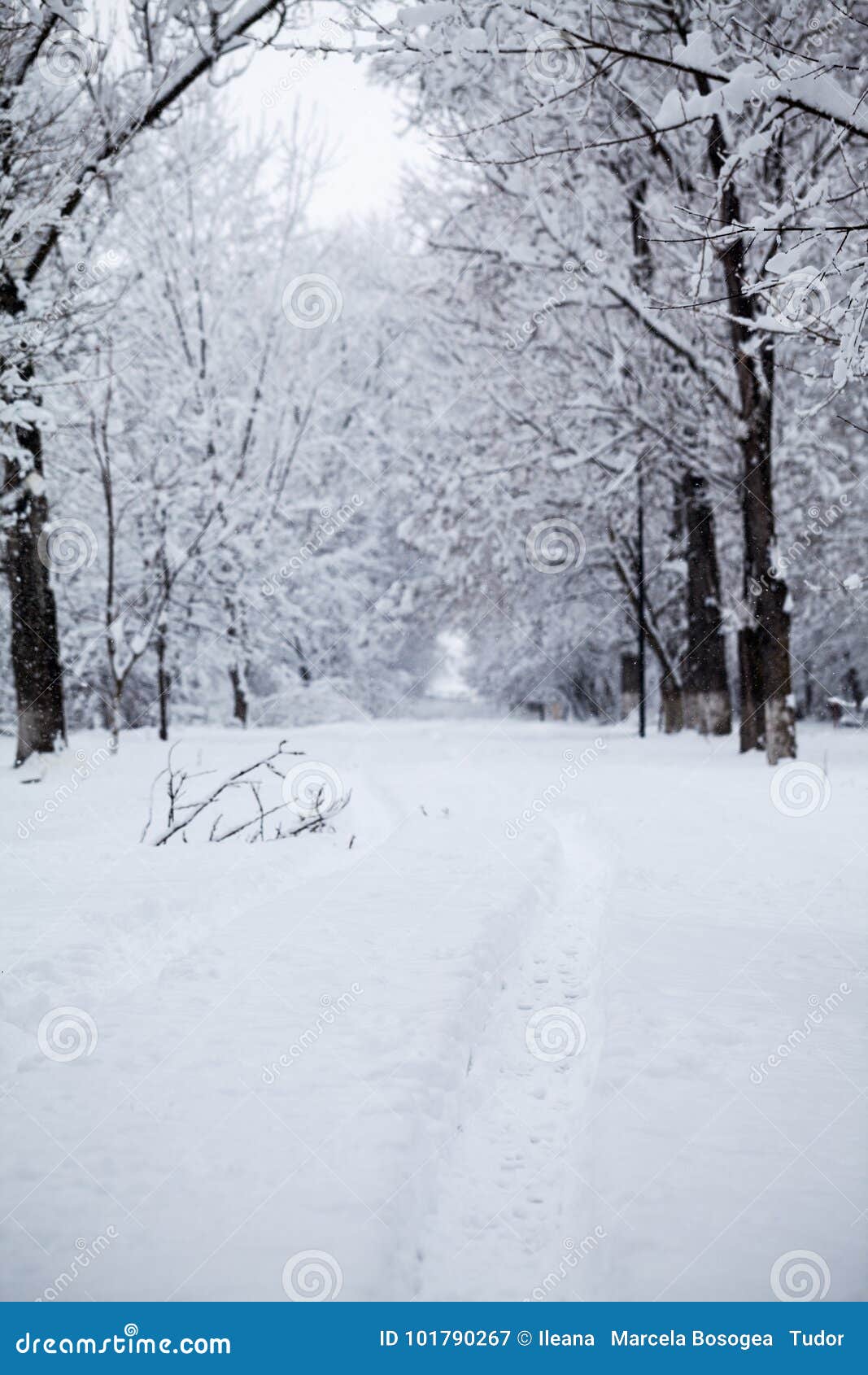 Snowing Landscape in the Park Stock Image - Image of tree, outdoor ...