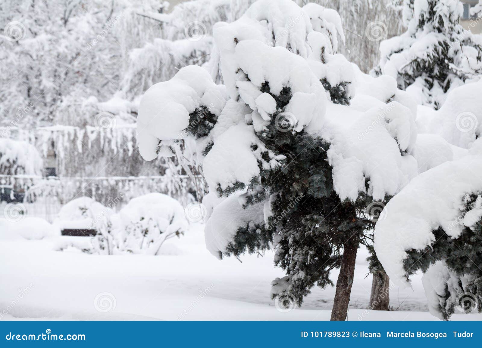 Snowing Landscape in the Park Stock Image - Image of bright, snowy ...