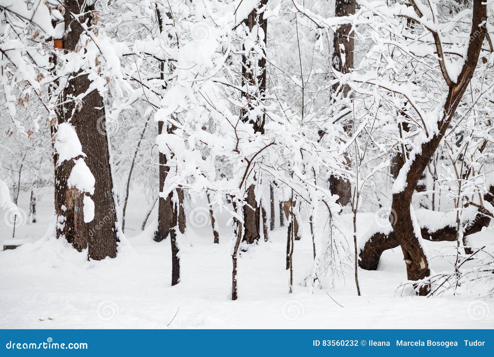 Snowing Landscape in the Park. Details on the Branches Stock Photo ...