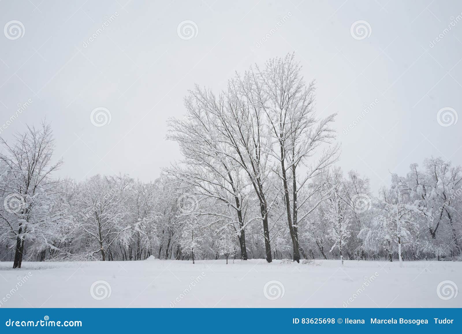 Snowing Landscape in the Park Stock Photo - Image of beauty, frozen ...