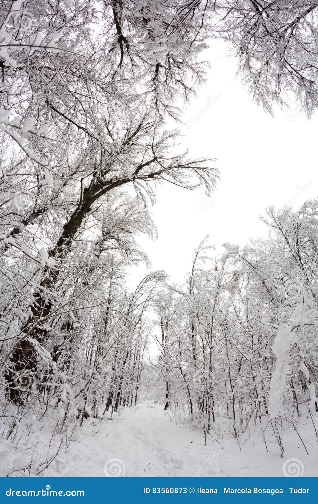 Snowing Landscape in the Park Stock Image - Image of branch, season ...