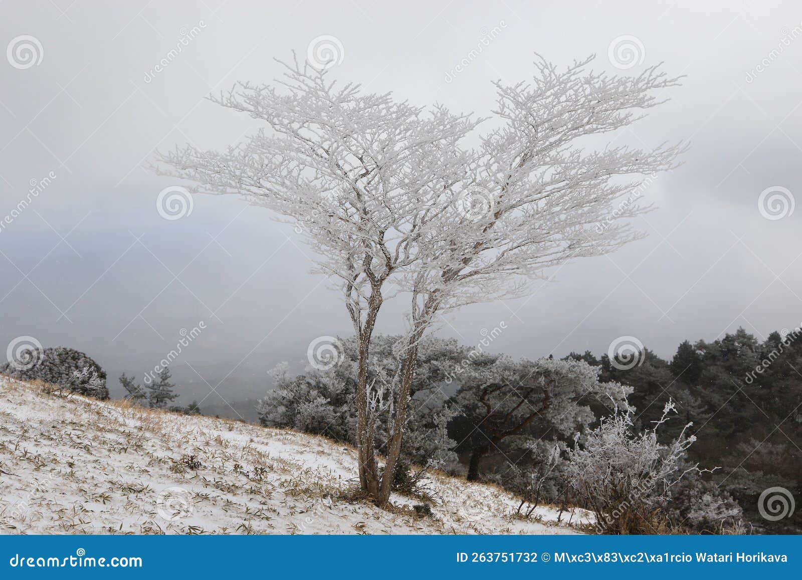 Tree, with Branches Full of Snow. Stock Photo - Image of snowing ...