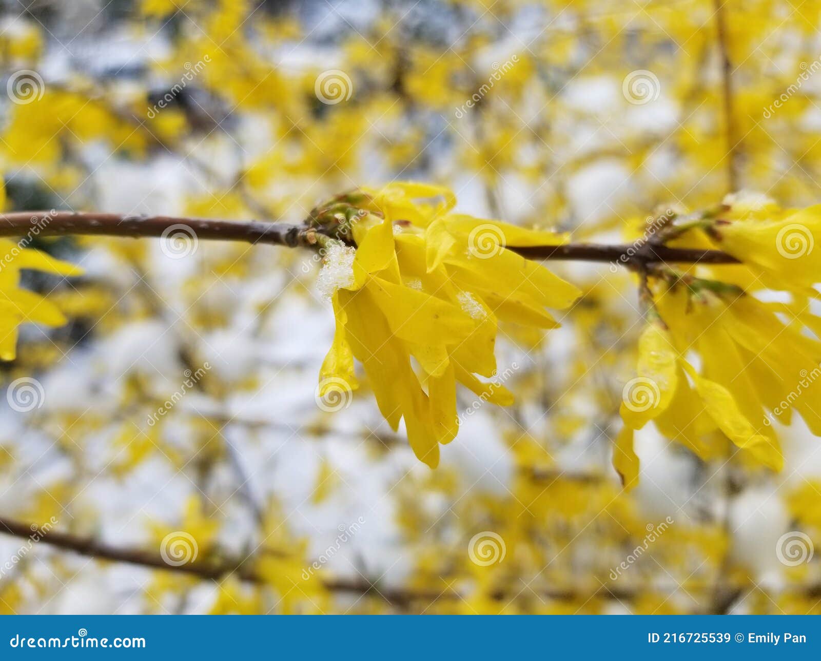 Snowing in Spring stock image. Image of food, sunlight - 216725539