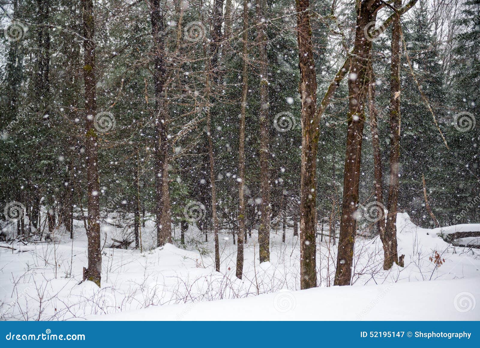 Snowing in a Winter Forest stock image. Image of freeze - 52195147