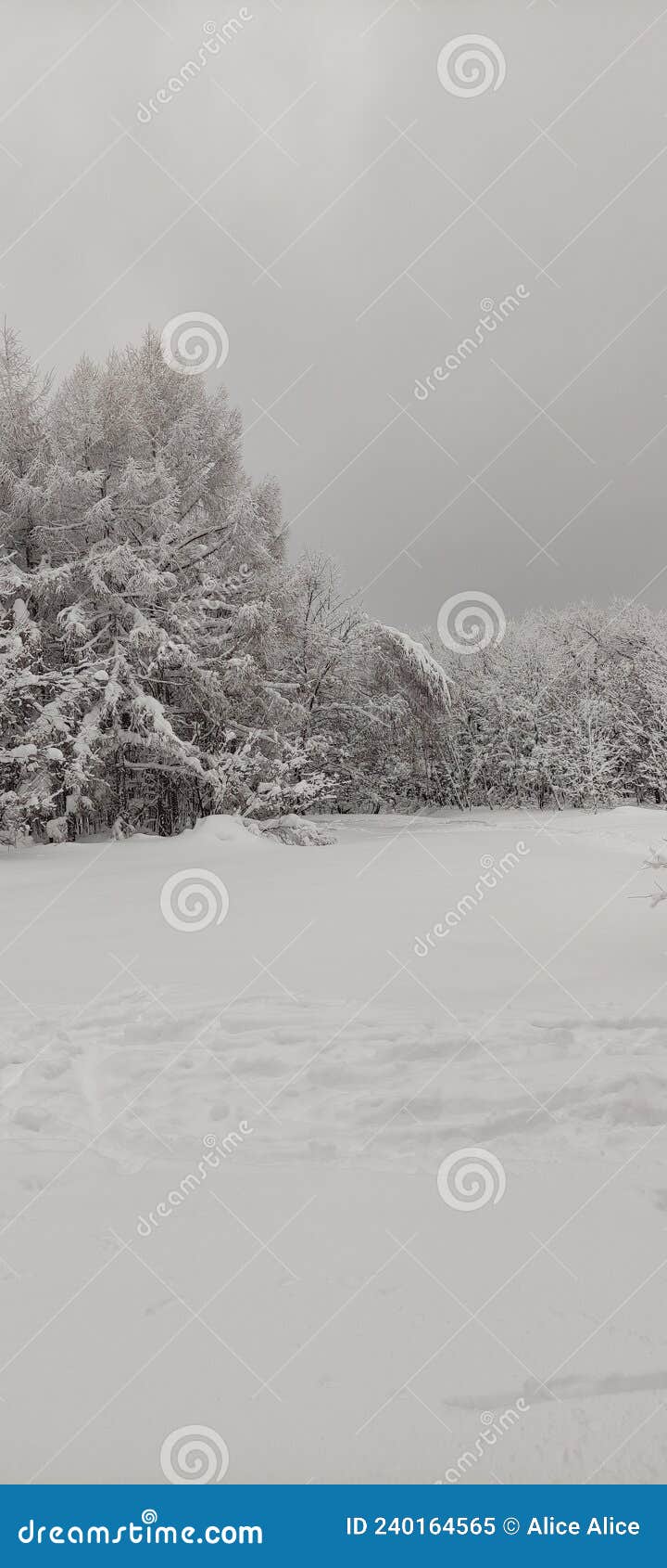 Snowing Winter.. Not so Cold& X29; Stock Image - Image of snow, morning ...