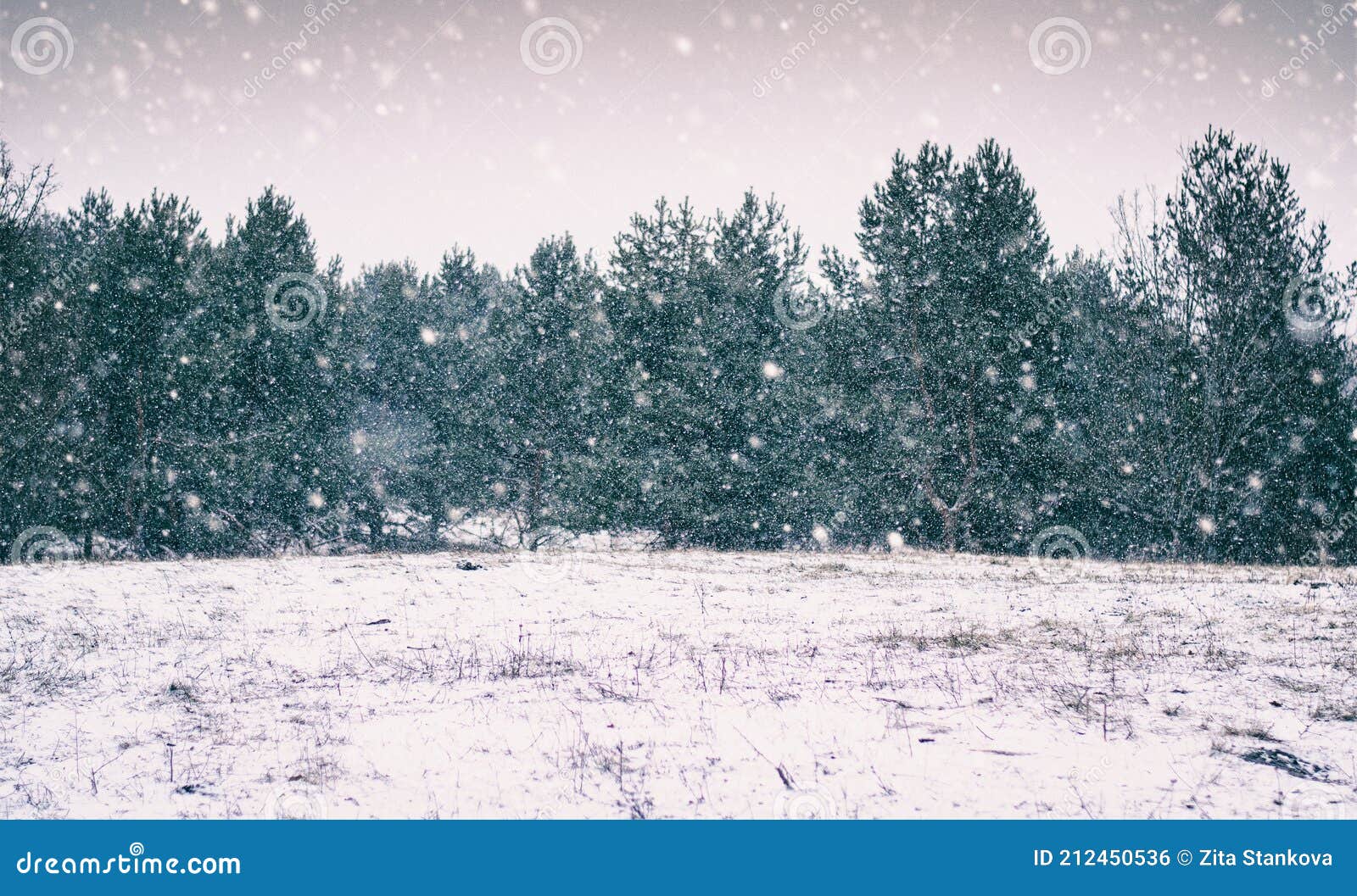 Snowing in the Woods. Winter Scene, Landscape. Stock Photo - Image of ...
