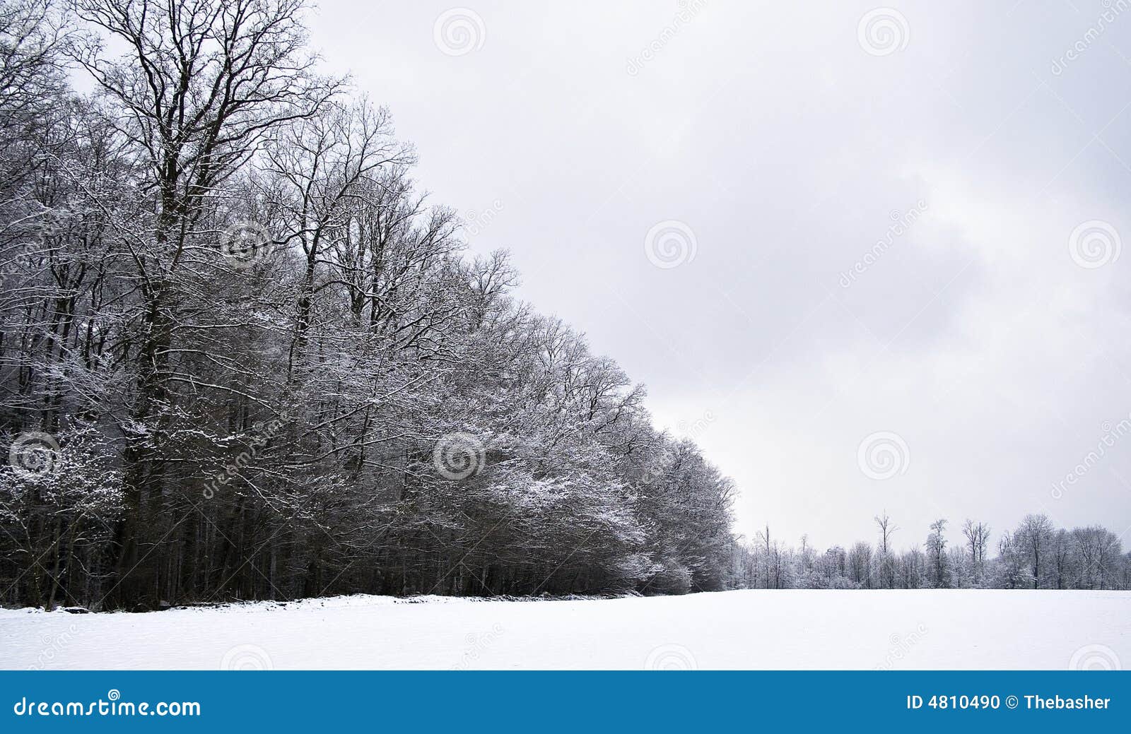Snowland stock photo. Image of patience, forest, country - 4810490