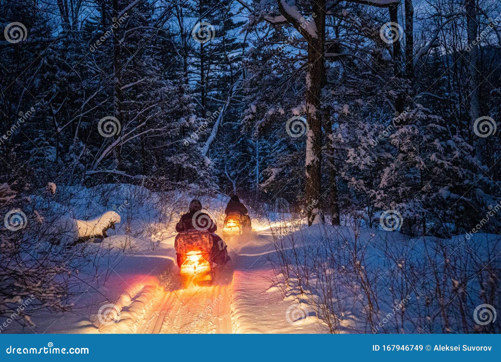 Snowmobile in the Evening Goes through the Winter Forest. Headlights ...