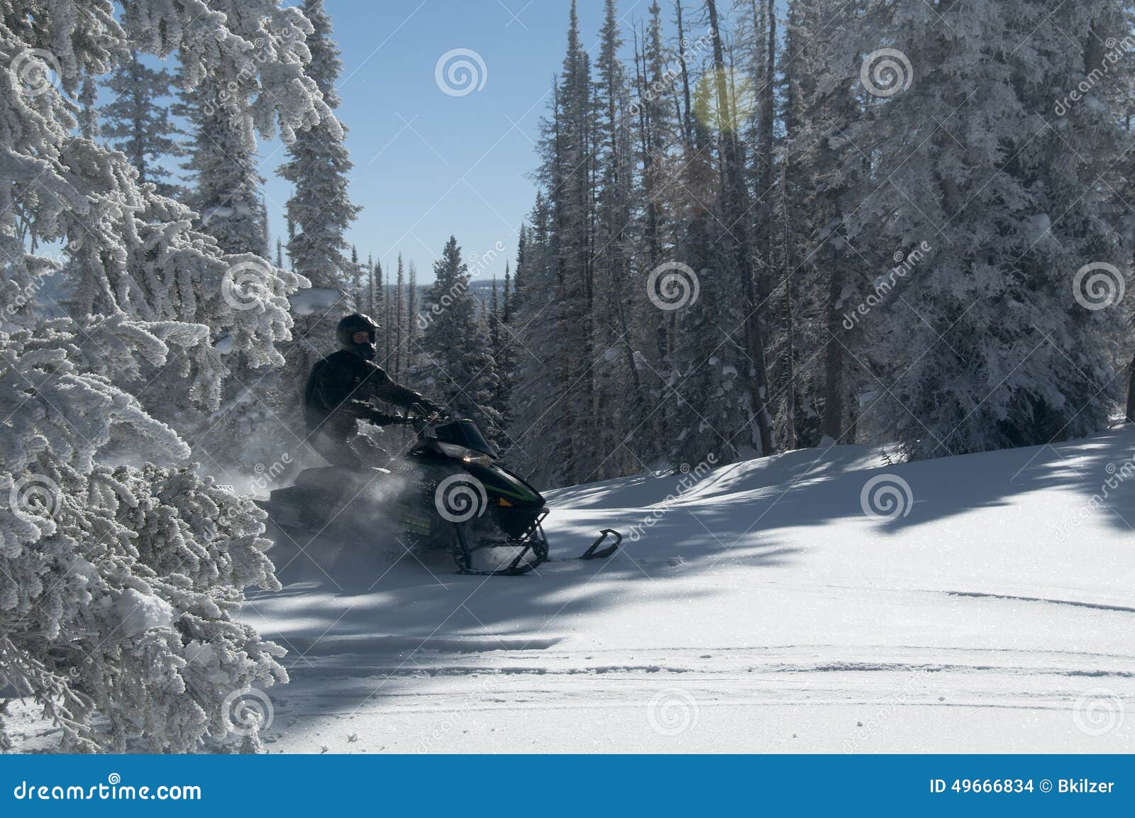 Snowmobile Riding Coming between Trees Creating Powder Stock Photo ...
