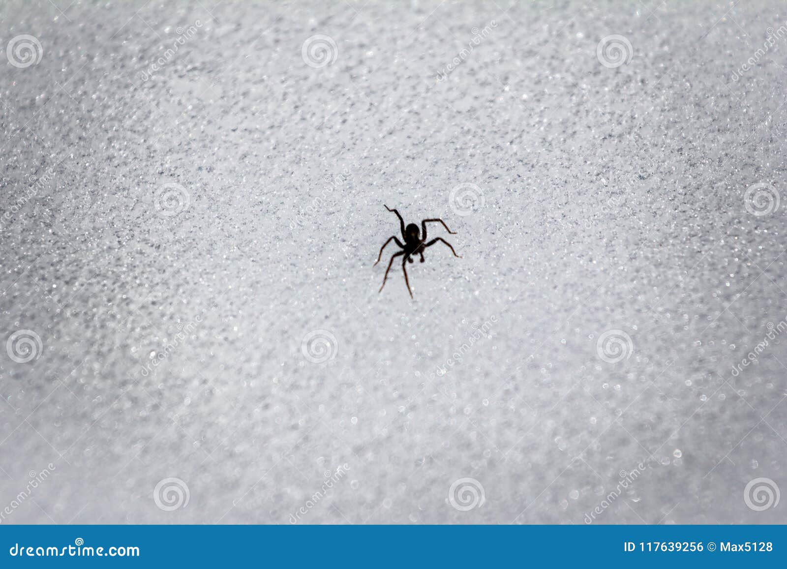 Snowpack and snow spider stock photo. Image of snowpack - 117639256