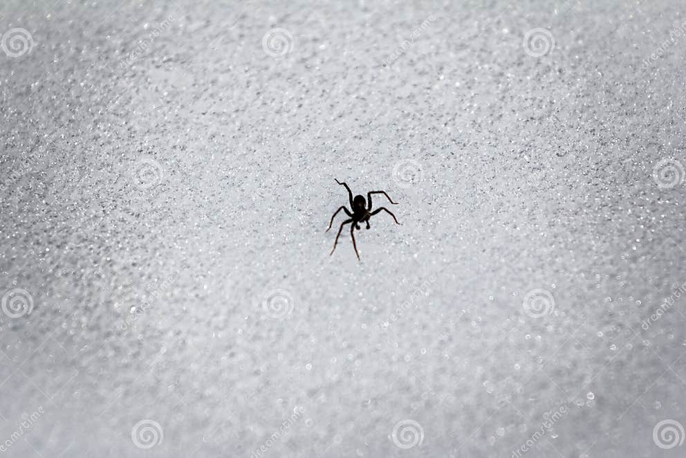 Snowpack and snow spider stock photo. Image of snowpack - 117639256