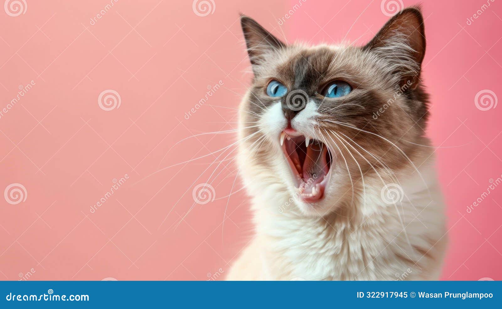 Snowshoe, Angry Cat Baring Its Teeth, Studio Lighting Pastel Background ...