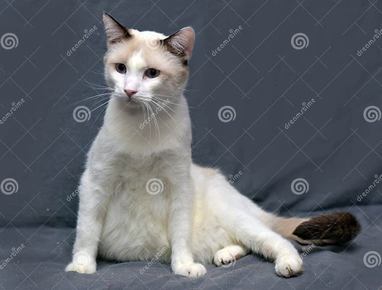 Snowshoe cat stock image. Image of dark, closeup, color - 67776099