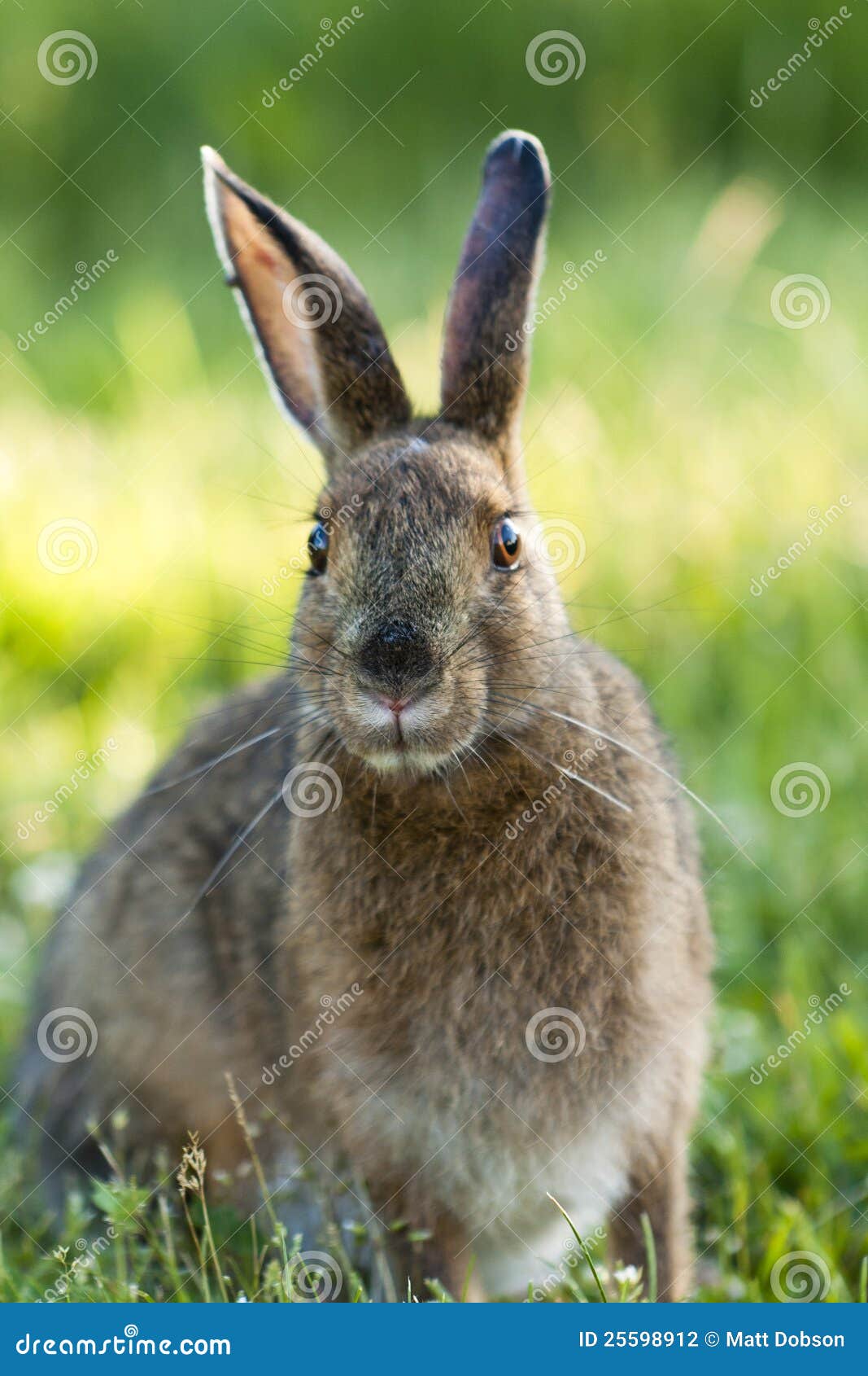 Snowshoe Hare stock photo. Image of geography, americanus - 25598912