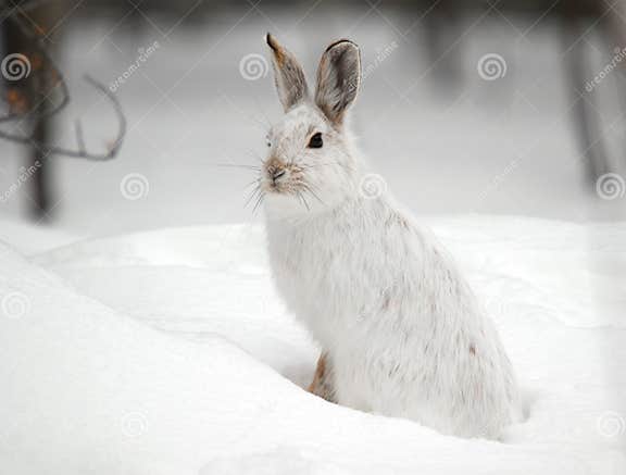 Snowshoe Hare stock photo. Image of varying, fluffy, bunny - 4348462