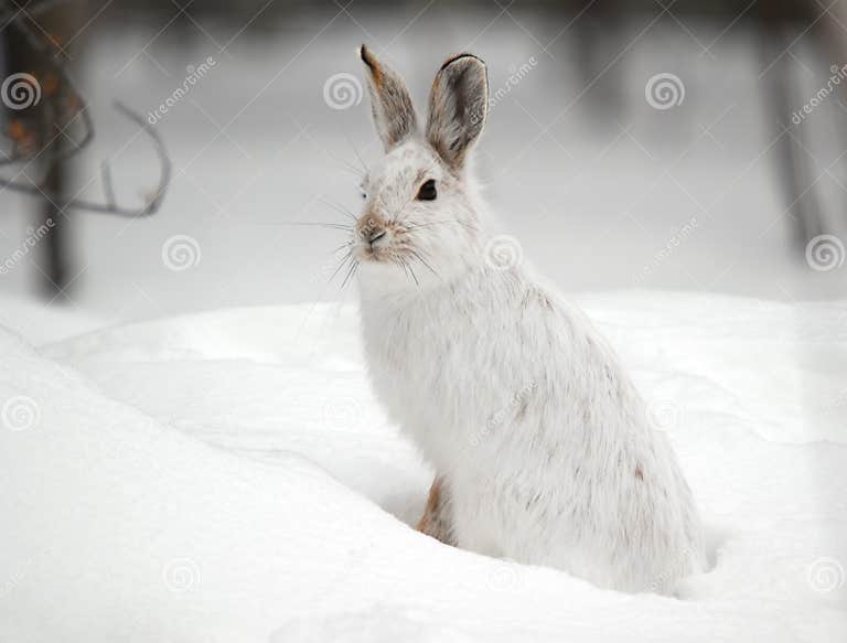 Snowshoe Hare stock photo. Image of varying, fluffy, bunny - 4348462