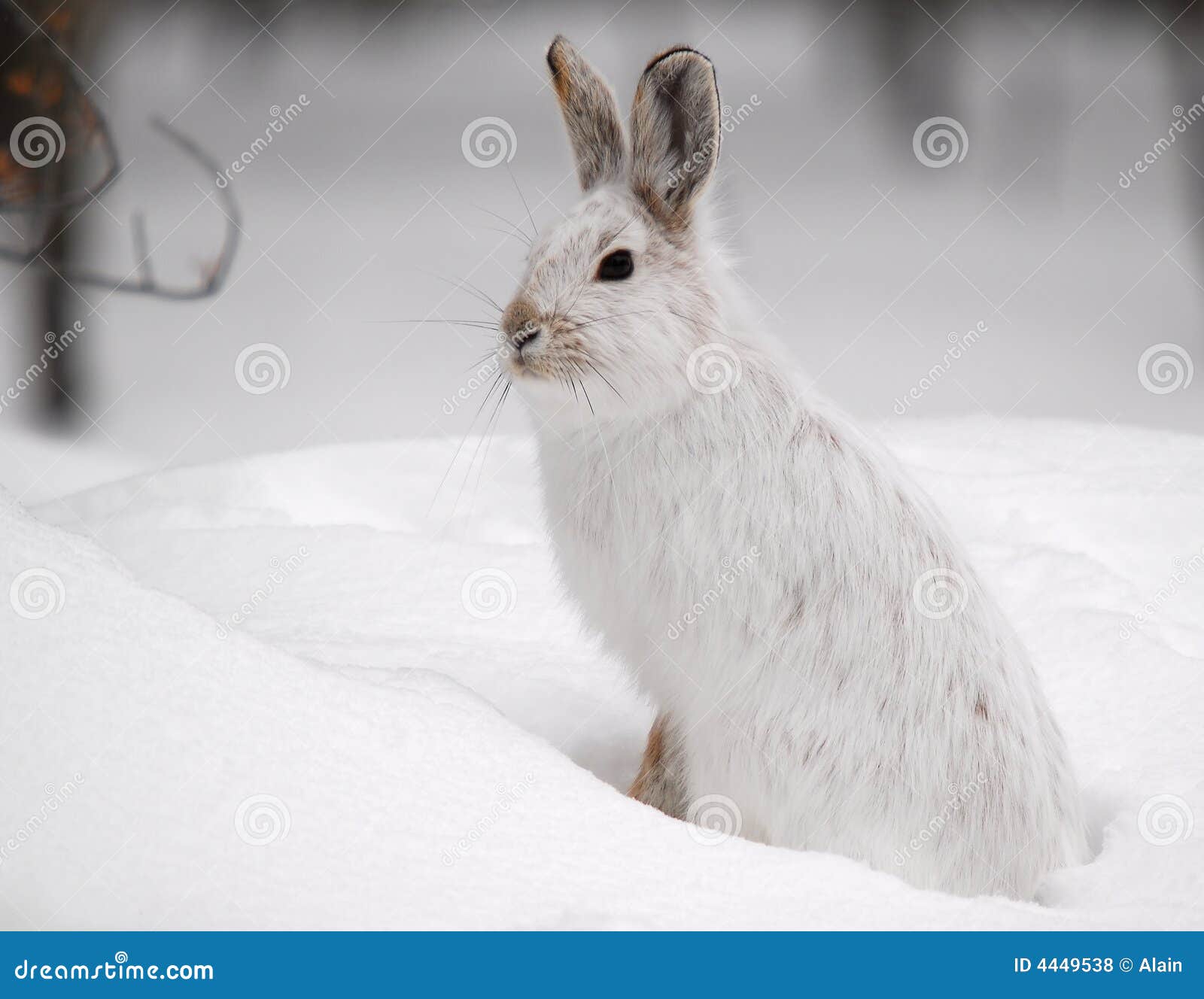 Snowshoe Hare stock photo. Image of hare, grass, park - 4449538
