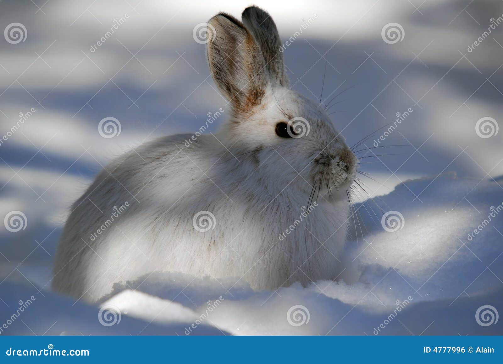 Snowshoe Hare stock photo. Image of winter, rabbit, snowfall - 4777996