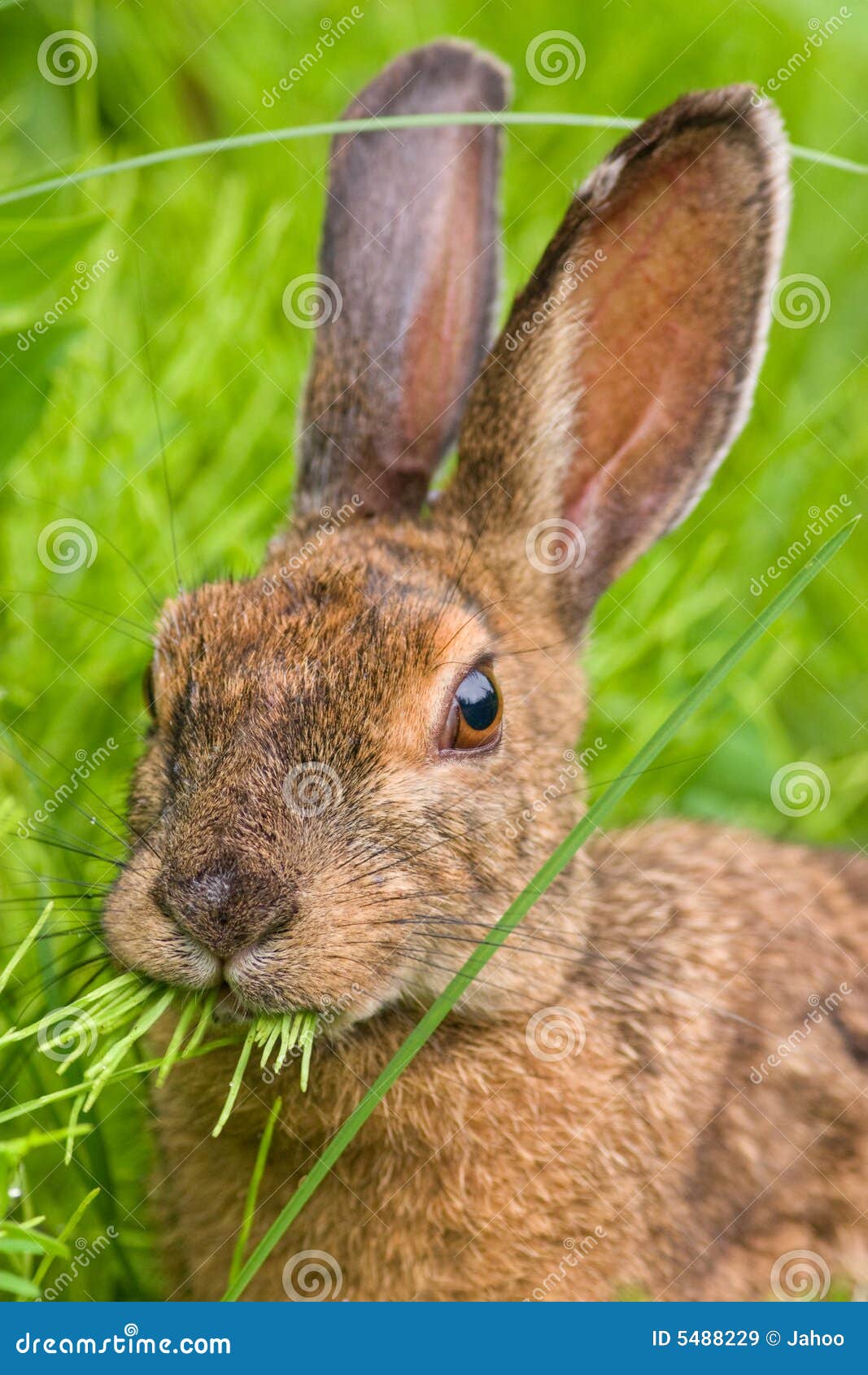 Snowshoe Hare Feeding on Grass Stock Image - Image of bunny, grass: 5488229