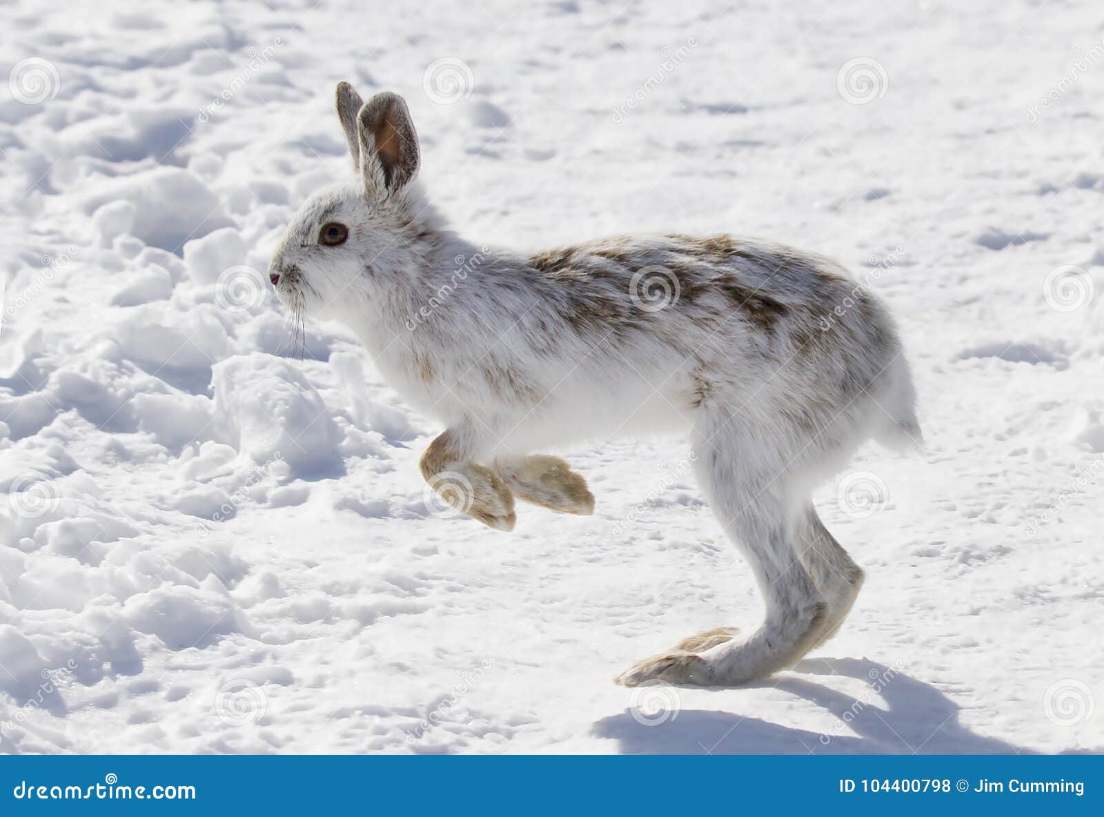 Snowshoe Hare Or Varying Hare Lepus Americanus Running In The Winter