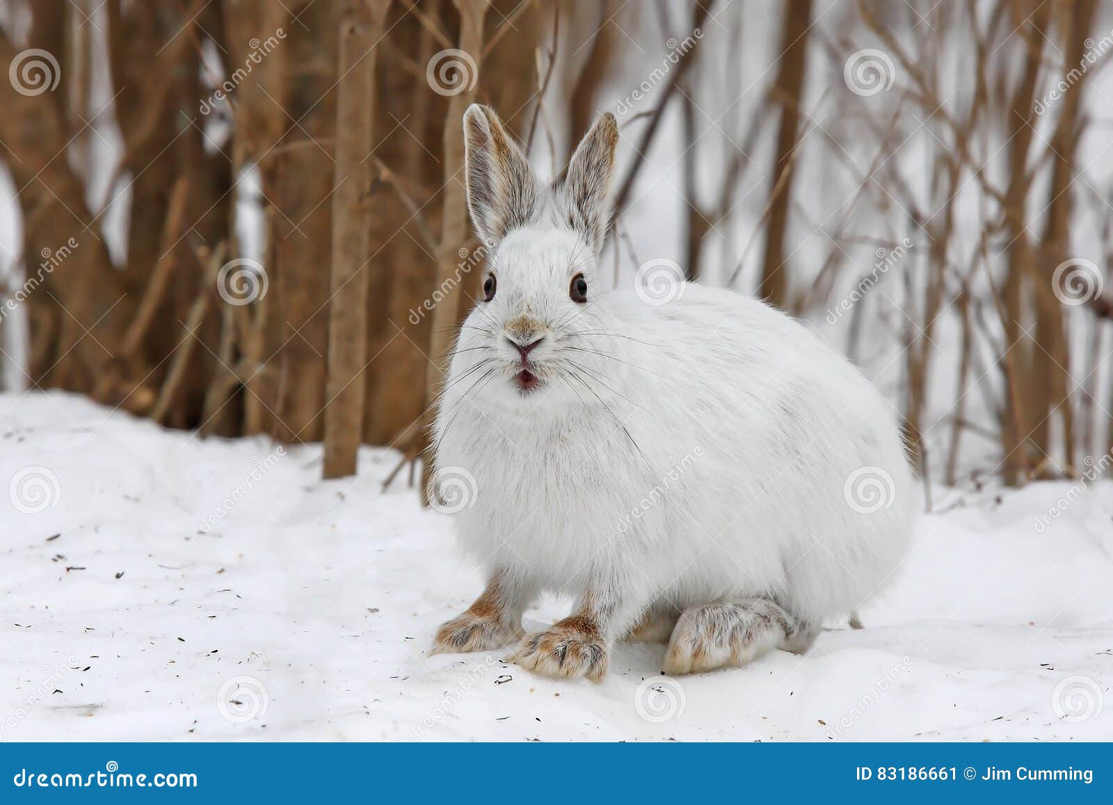 Snowshoe Hare or Varying Hare (Lepus Americanus) Closeup in Winter in ...