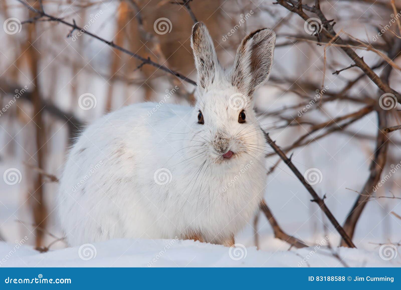Snowshoe Hare or Varying Hare (Lepus Americanus) Closeup in Winter in ...