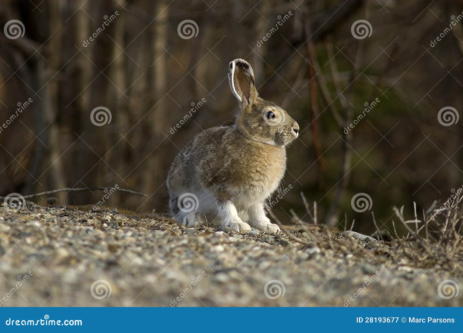 Snowshoe Hare Portrait stock image. Image of bunny, coat - 28193677