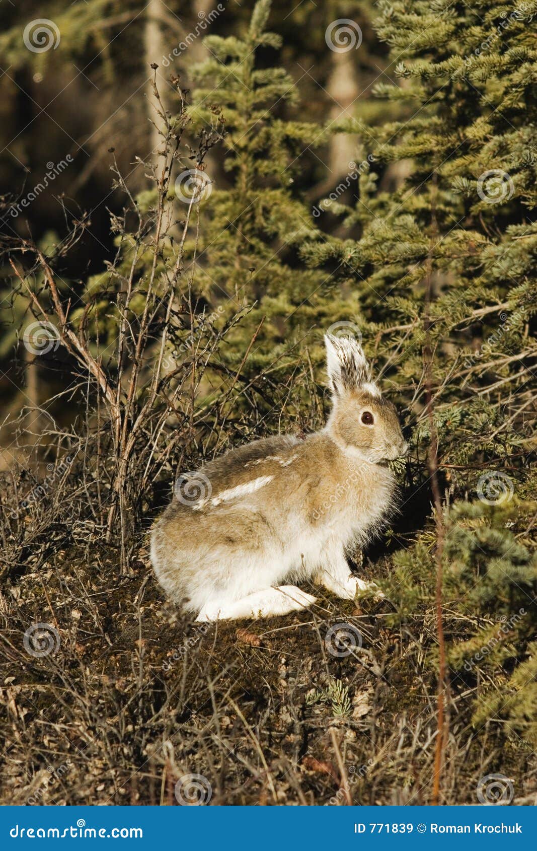 Snowshoe Hare, Rabbit, Bunny Stock Image - Image of happy, national: 771839