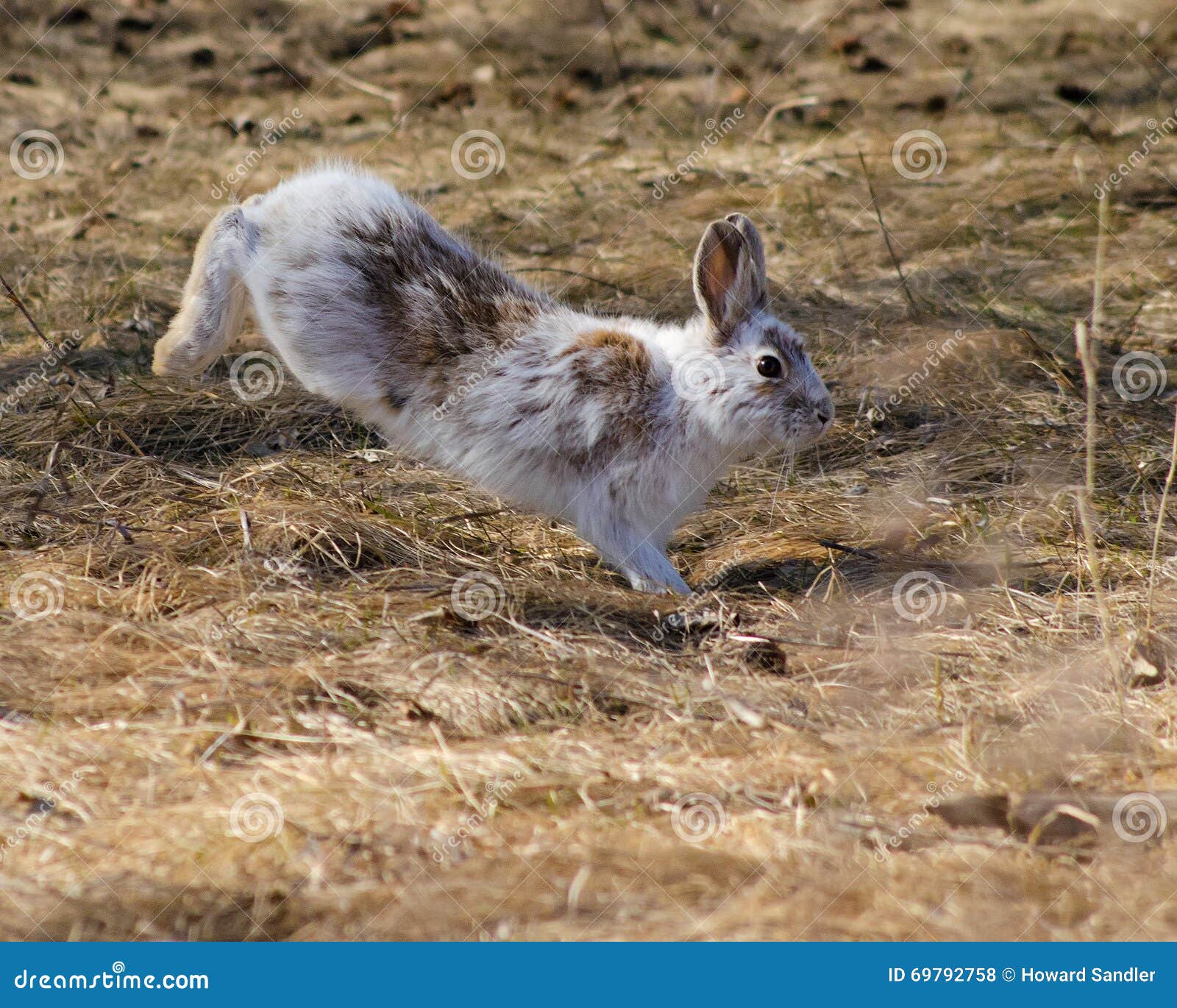 Snowshoe Hare in Spring stock photo. Image of spring - 69792758