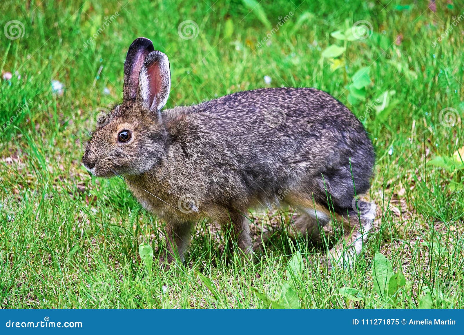 A Snowshoe Hare Standing on All Legs Hopping Stock Image - Image of ...