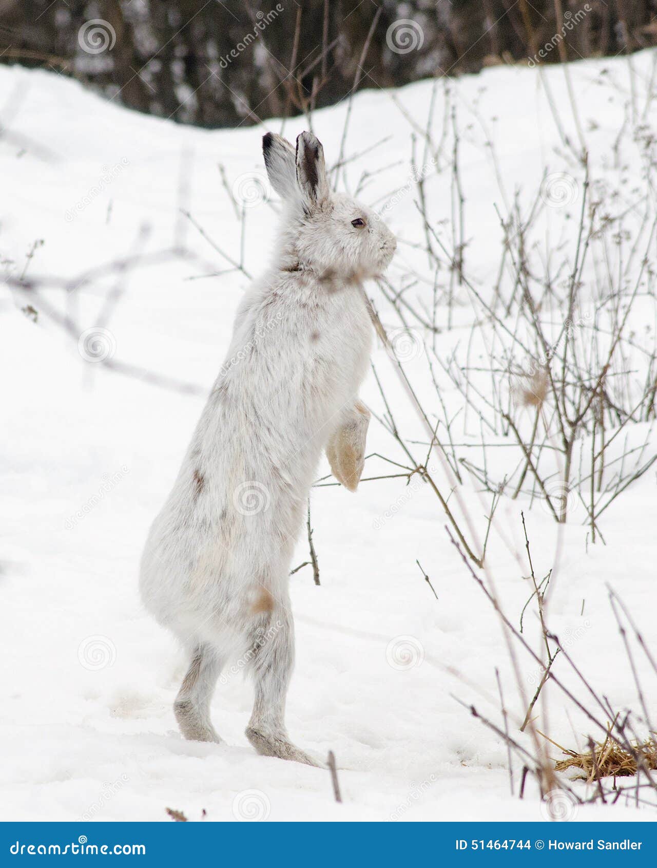 Snowshoe Hare Standing stock photo. Image of winter, white - 51464744