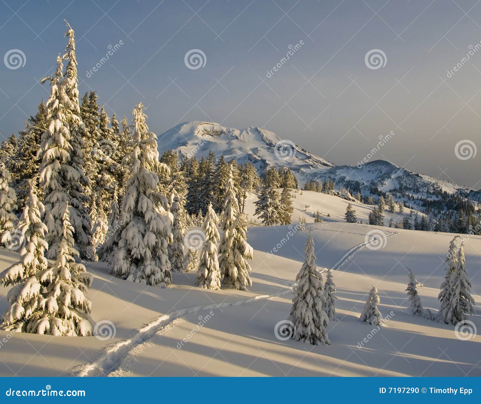 Snowshoe Tracks in an Alpine Meadow Stock Photo - Image of morning ...